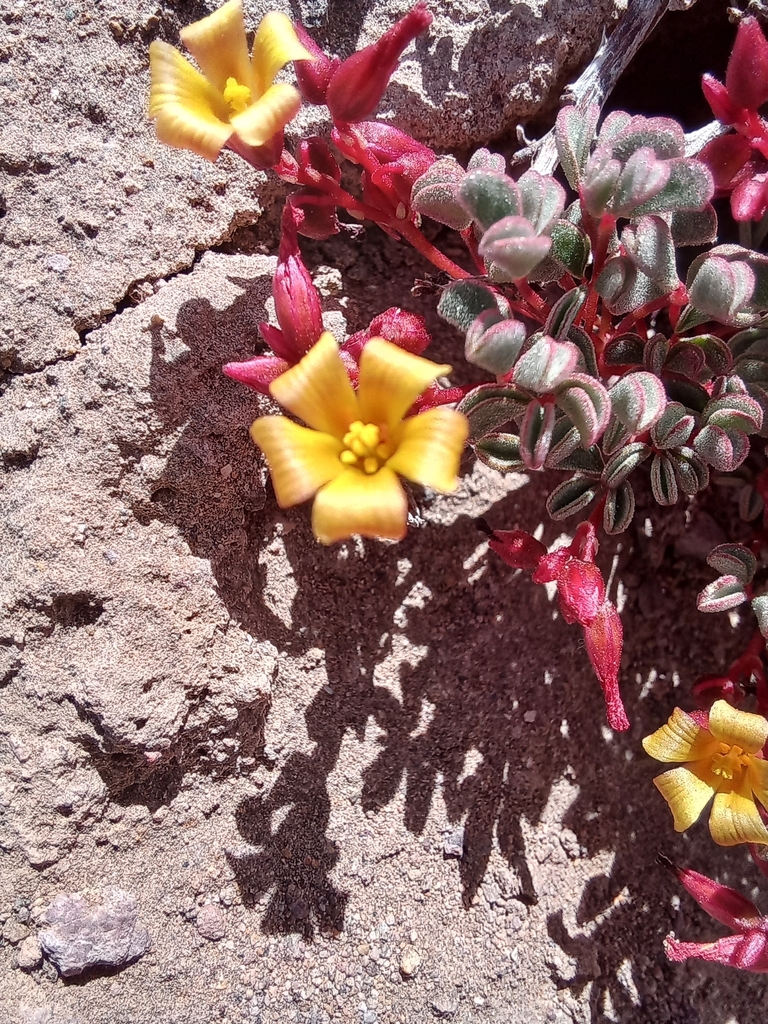 Oxalis eremobia from Diego de Almagro, Atacama, Chile on November 23 ...