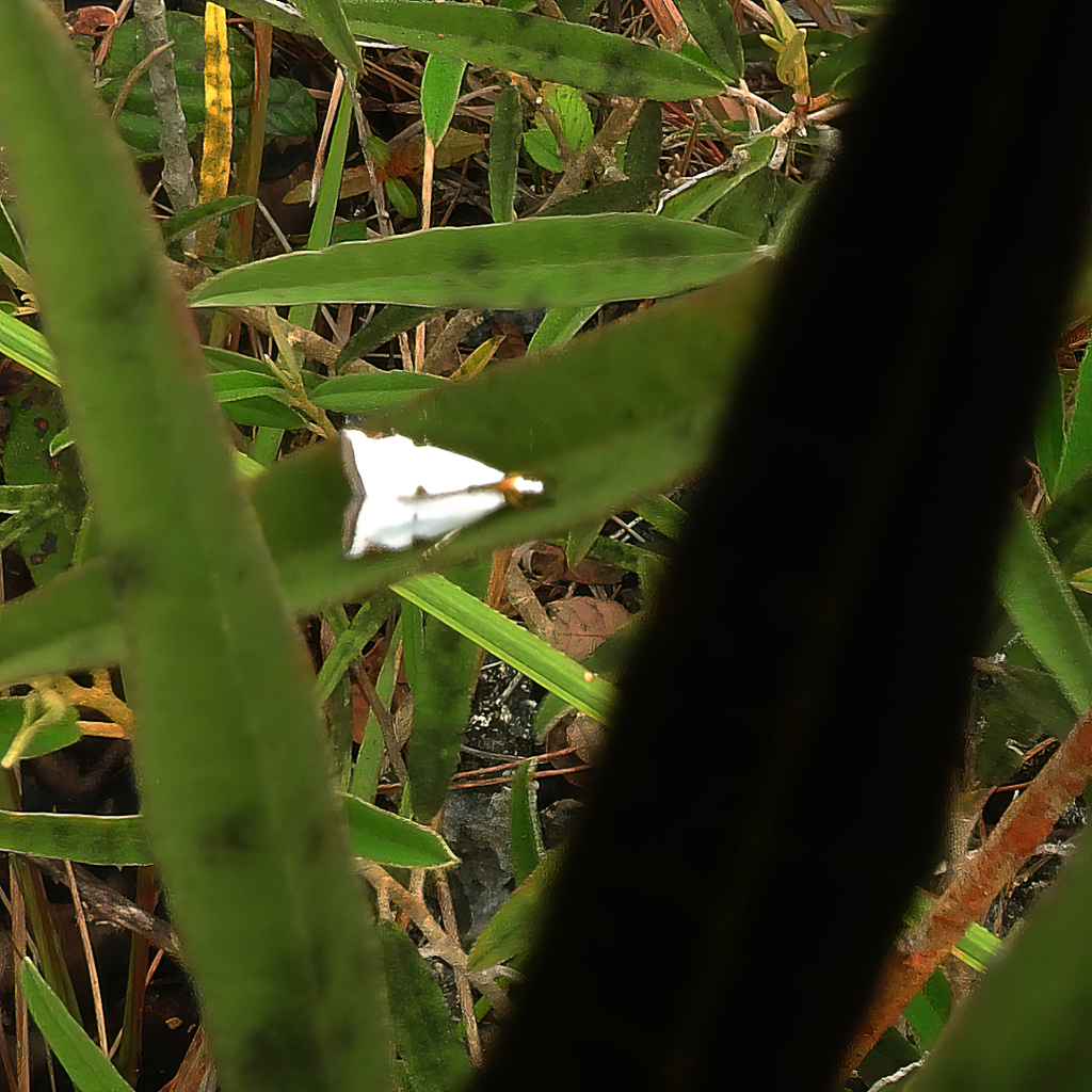 Milky Argyria Moth from Everglades National Park, Miami-Dade County, FL ...