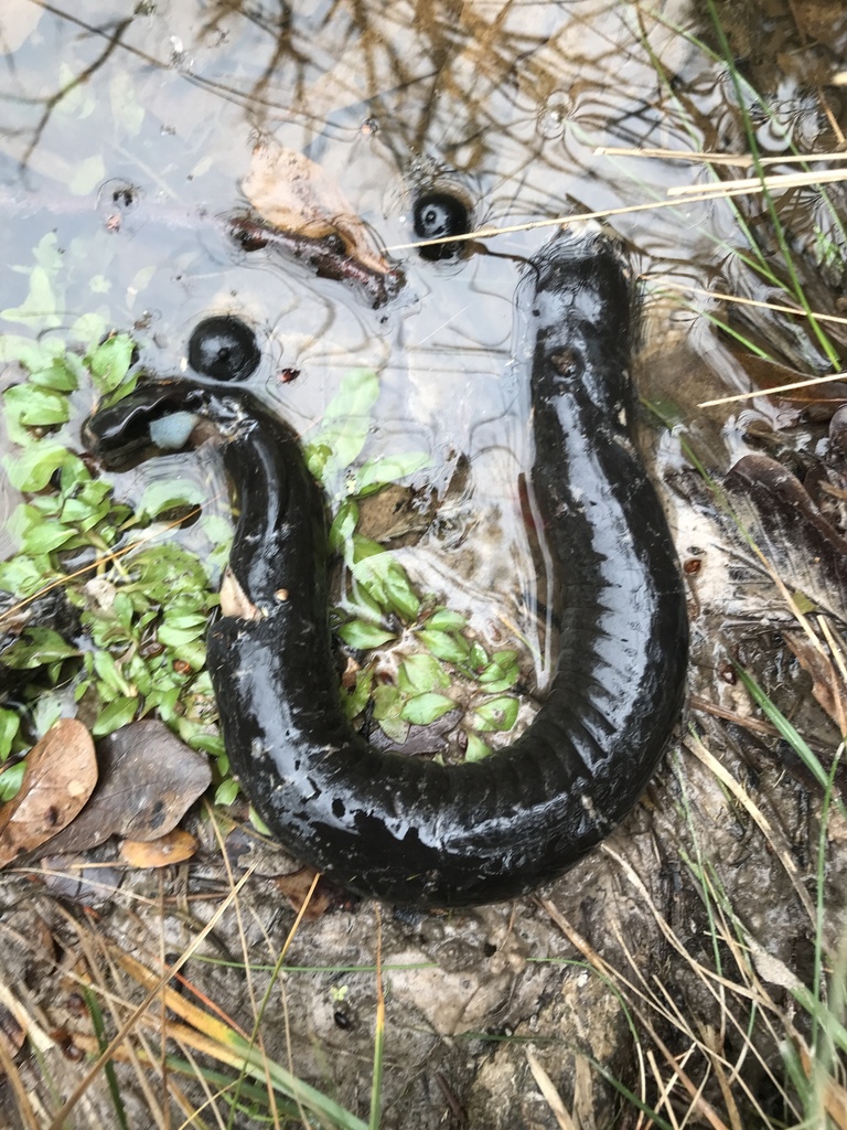 Western Lesser Siren from Park Ten, Houston, TX, US on 25 February ...