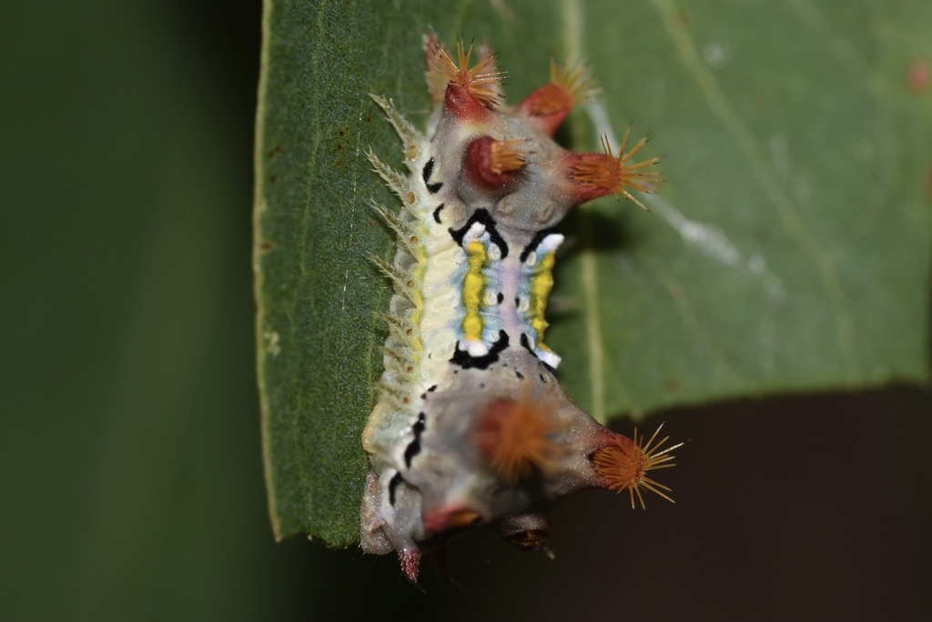 Mottled Cup Moth from Valley Conservation Reserve, Mount Waverley, VIC ...