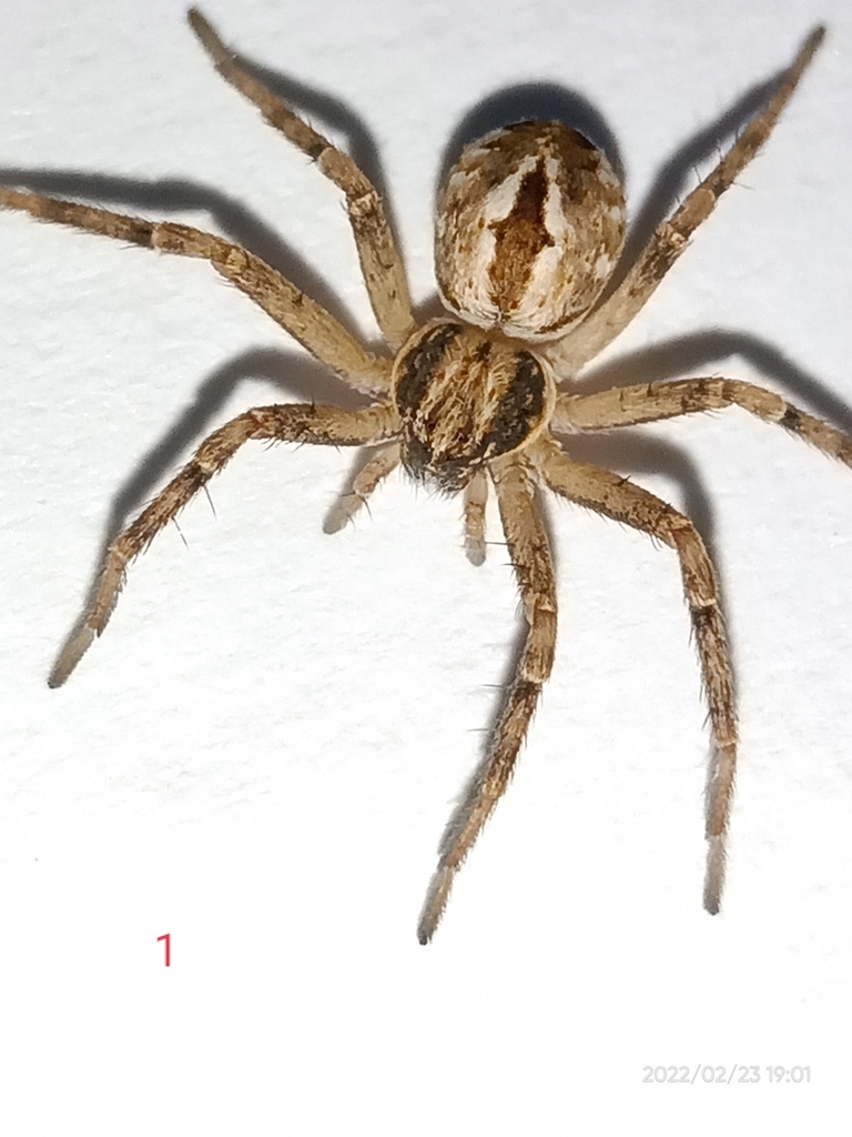 Running Crab Spiders from Katrakayalagunta, Andhra Pradesh, India on ...