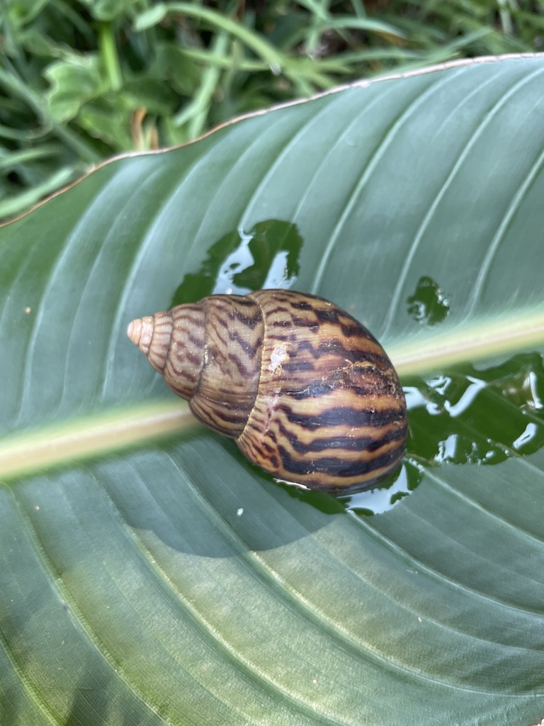Zebra Agate Snail from Maiana Avenue, Pretoria, GP, ZA on February 26 ...