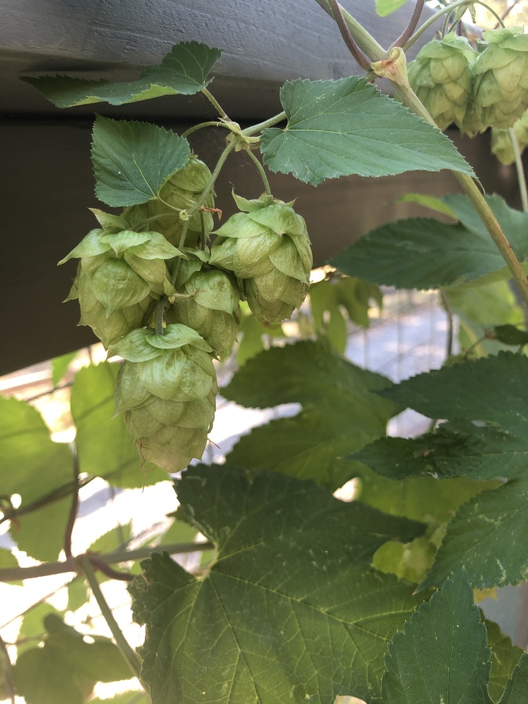 common hops from Deering Ave, Badger Creek, VIC, AU on February 26 ...