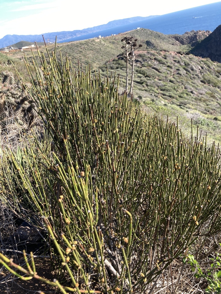 California Jointfir from Ensenada, BC, MX on February 25, 2022 at 03:59 ...