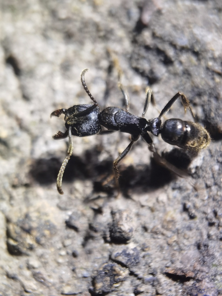 Ectomomyrmex astutus from 205乡道, 丽水市, 浙江省, CN on February 26, 2022 at ...