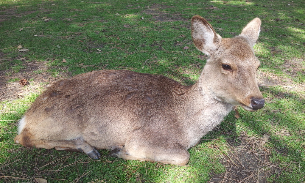Honshū Sika Deer from Nara Park, Nara City, Nara Prefecture, Kansai ...
