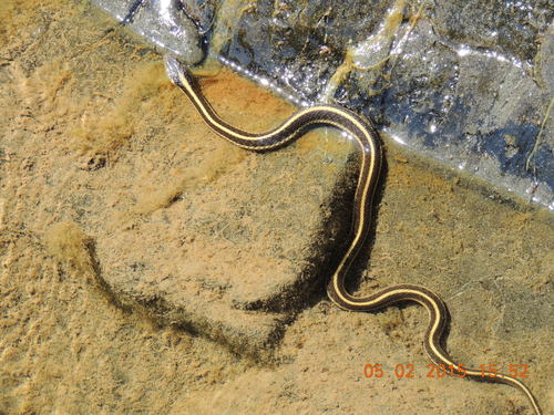 Observations by yellowbill · iNaturalist