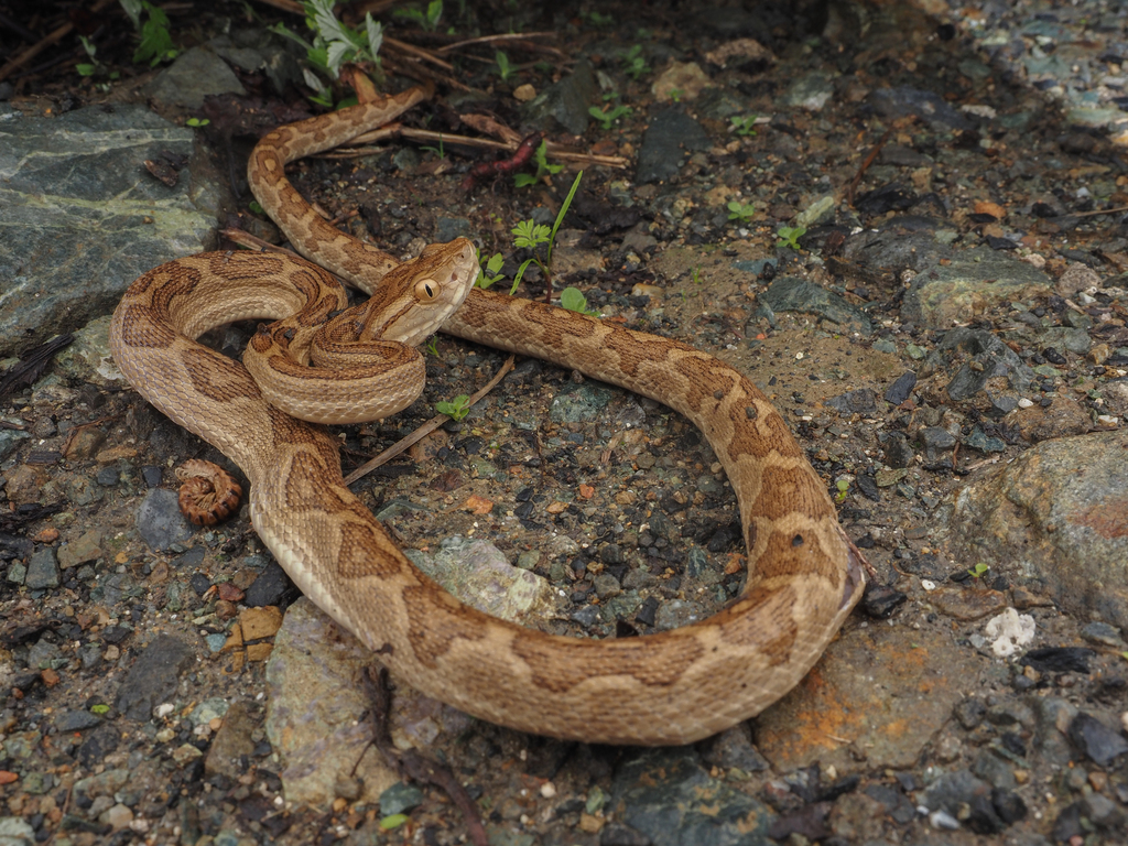 Habu in February 2022 by 冬 · iNaturalist