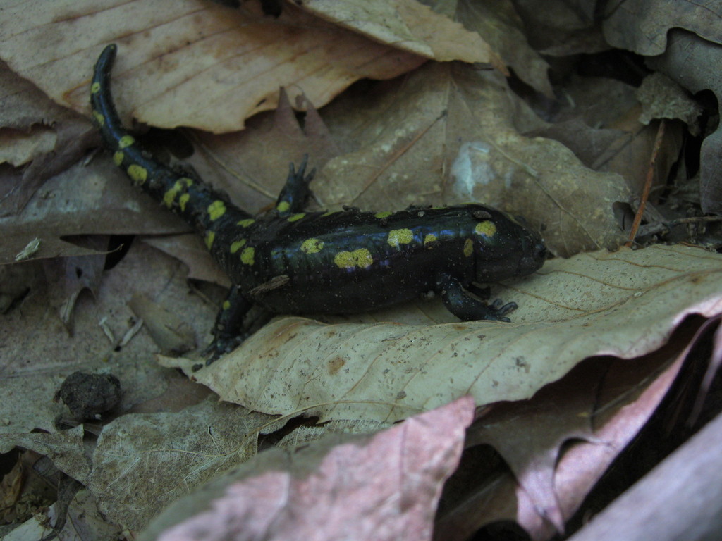 Spotted Salamander from Georgetown Twp, MI, USA on May 11, 2012 by Greg ...