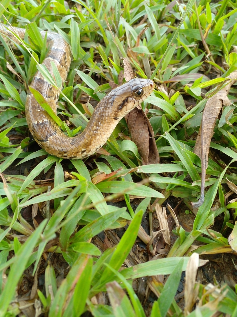 False Water Cobra from Manacapuru on February 25, 2022 at 05:45 PM by ...
