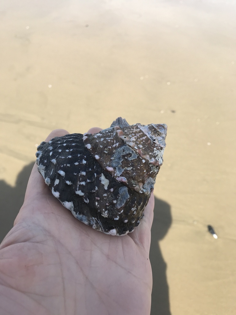 Wavy Turban from Santa Monica Bay, CA, US on February 26, 2022 at 11:39 ...