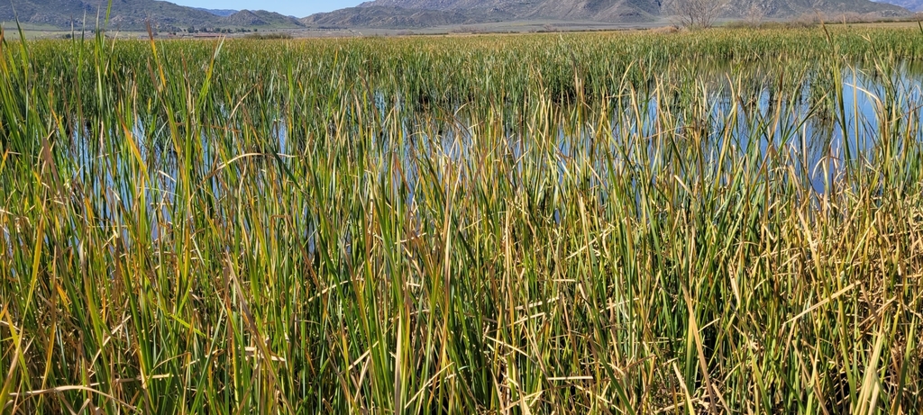 rushes from Lakeview, CA 92567, USA on February 25, 2022 at 01:37 PM by ...