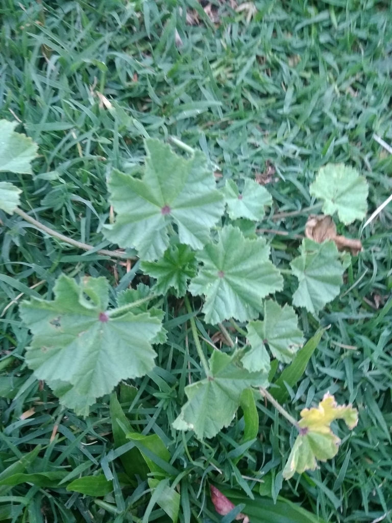 cheeseweed mallow from Larrañaga, 11600 Montevideo, Departamento de ...