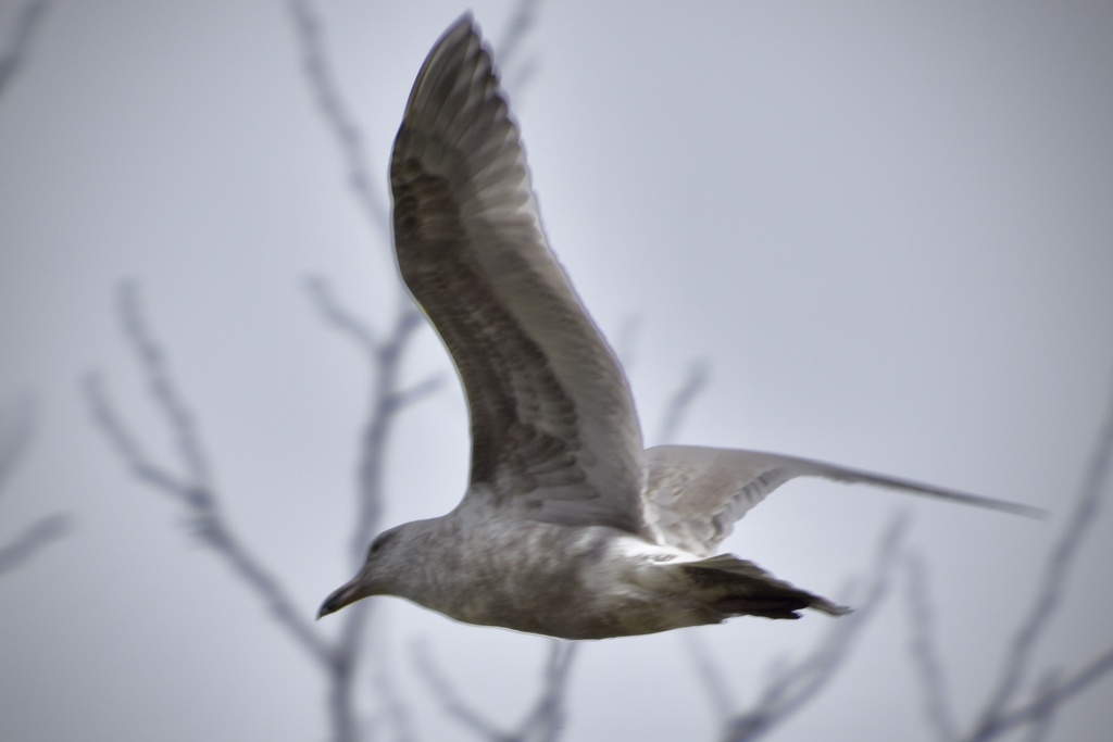 Large White-headed Gulls from Guildford Heights Park, Surrey, BC, CA on ...