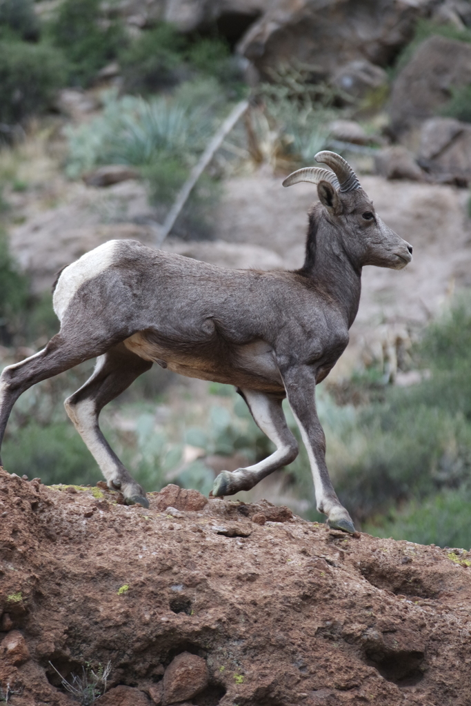 Desert Bighorn Sheep in December 2018 by Jeff Haight · iNaturalist