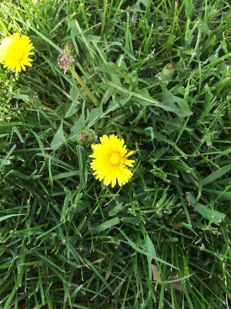common dandelion from Genesee County Park and Forest, Wyoming, NY, US ...