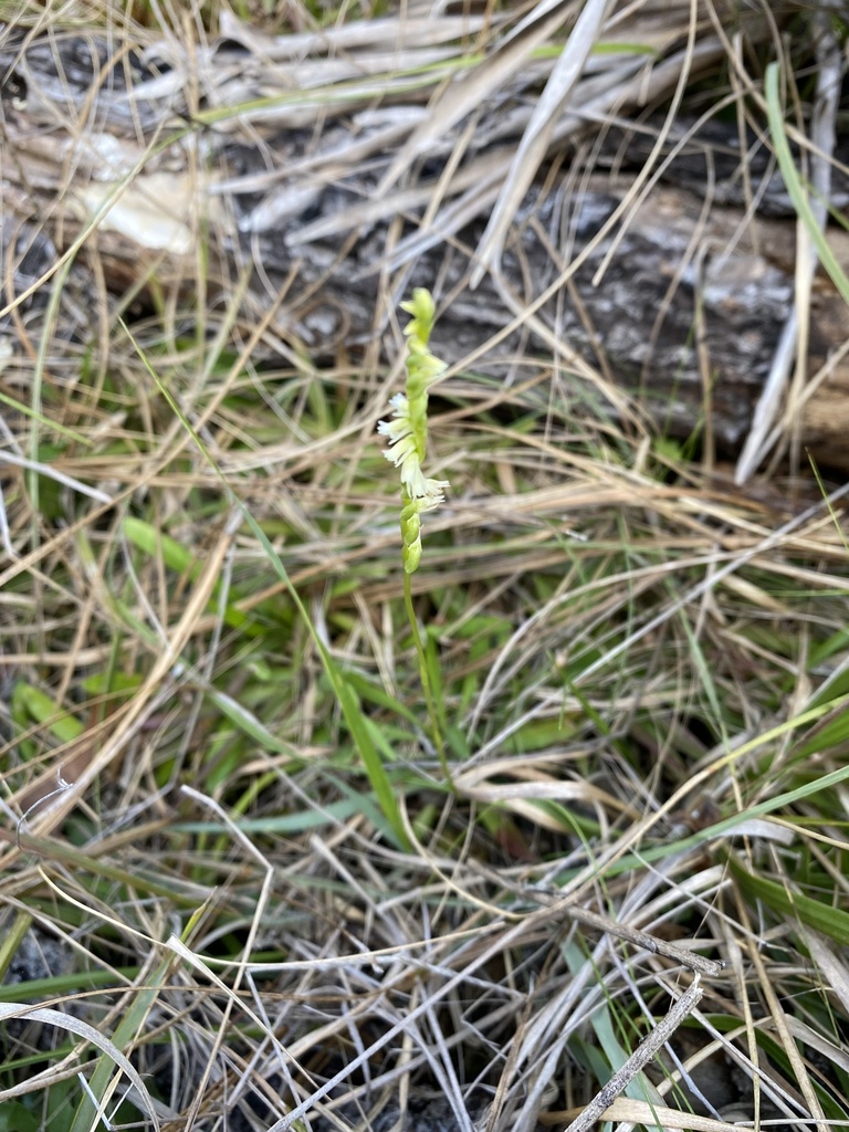 Spiranthes brevilabris floridana in February 2022 by Damon Moore ...