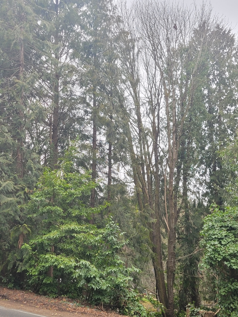 western redcedar from Renton, WA 98057, USA on February 26, 2022 at 03: ...
