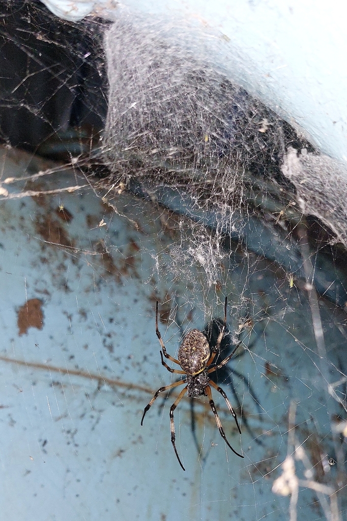 African Hermit Spider from Santa Gertrudes, SP, 13510-000, Brasil on ...