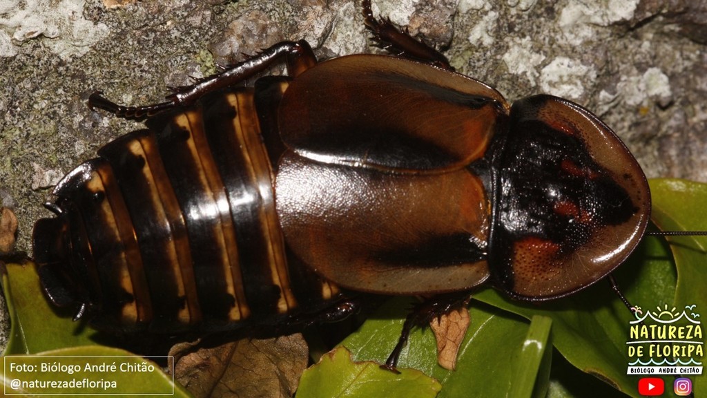 Hiereoblatta cassidea from Florianópolis - SC, Brasil on December 18 ...