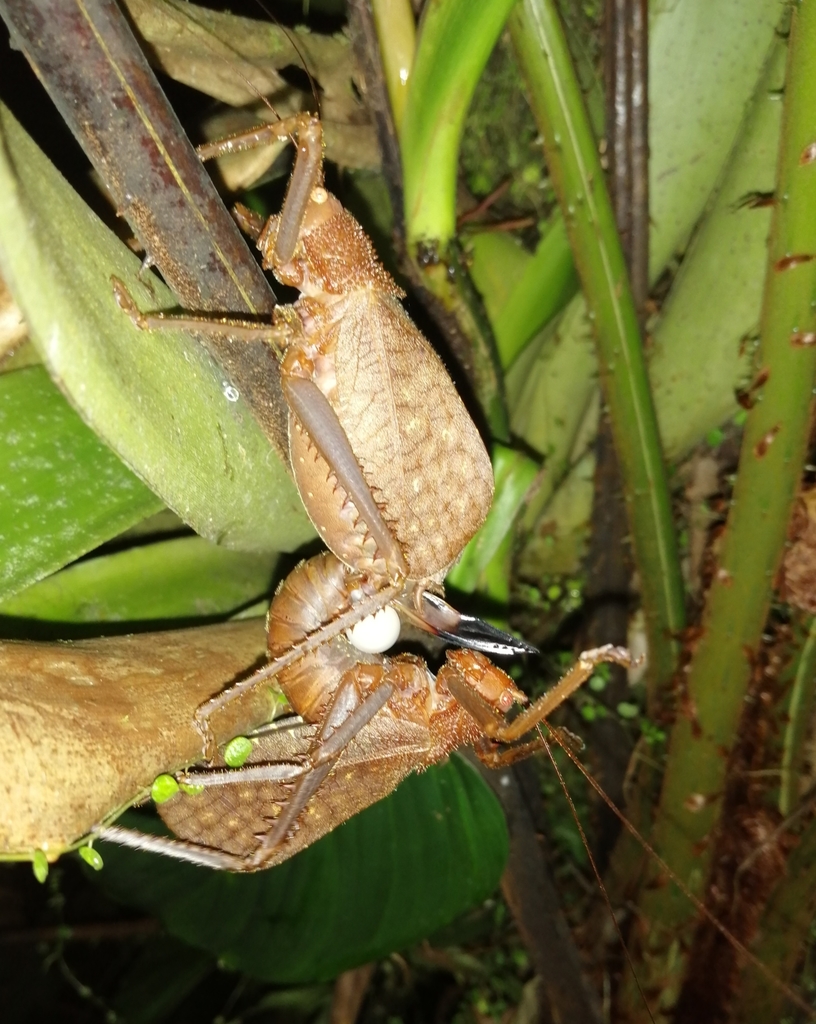 Katydids from Orito, Putumayo, Colombia on February 26, 2022 at 08:48 ...