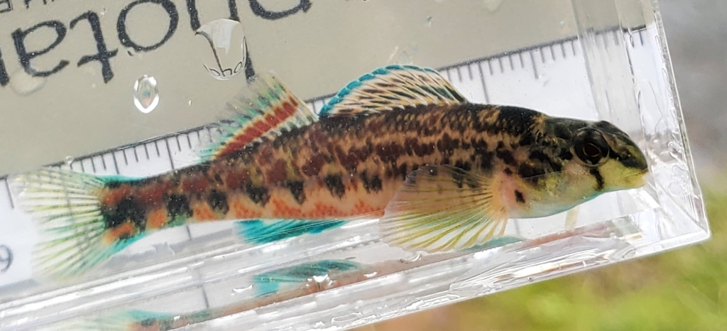 Alabama Darter from McCalla, AL 35111, USA on February 25, 2022 at 11: ...