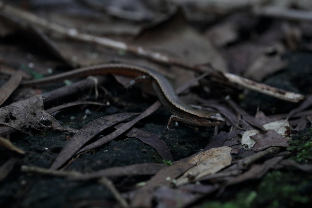Taiwan Alpine Skink in January 2020 by louislo · iNaturalist