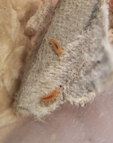 Family Olibrinidae · iNaturalist