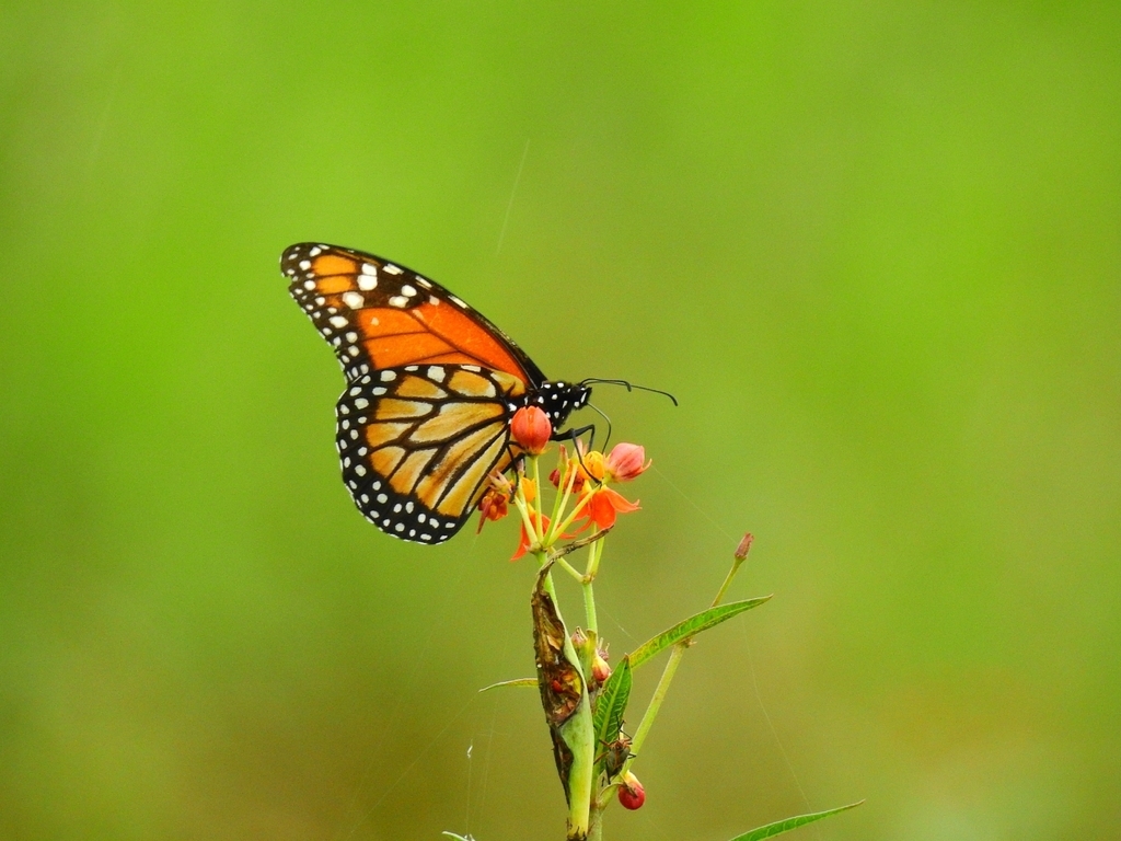 Southern Monarch from 36235-000 - Santa Rita de Ibitipoca, MG, 36235 ...