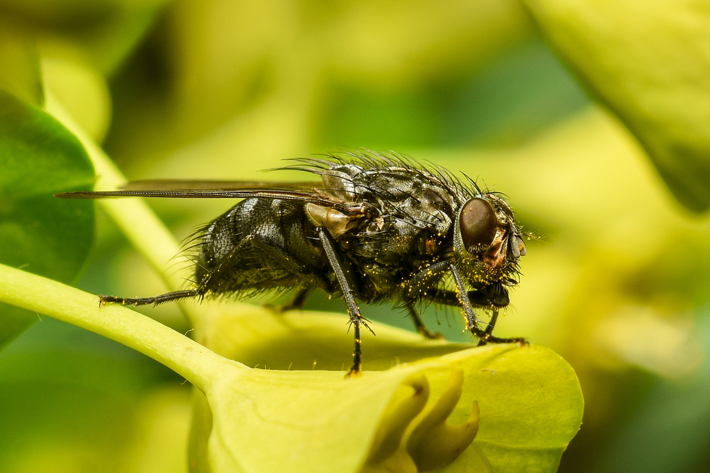 Bot Flies, Blow Flies, and Allies from Thessalia, Greece on February 18 ...