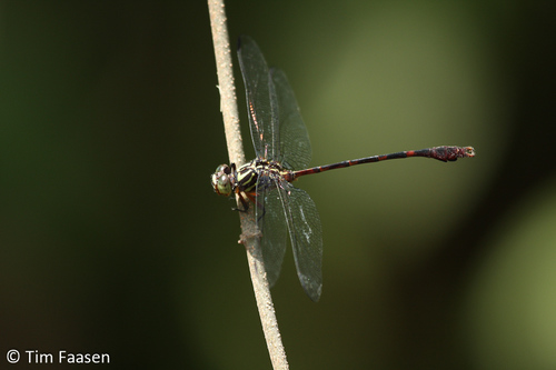 Phyllogomphoides pseudangularis · iNaturalist