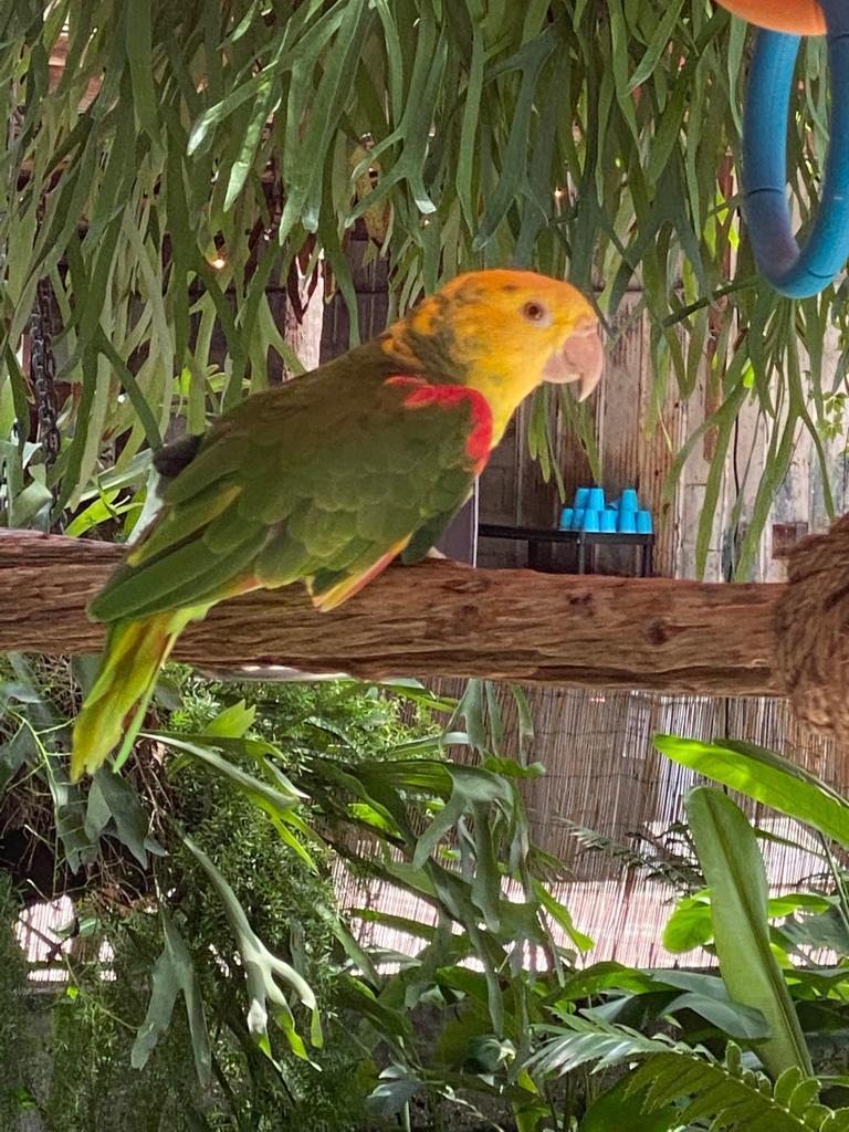 Loro cabeza amarilla desde Calarcá, Quindío, Colombia el 27 de febrero ...