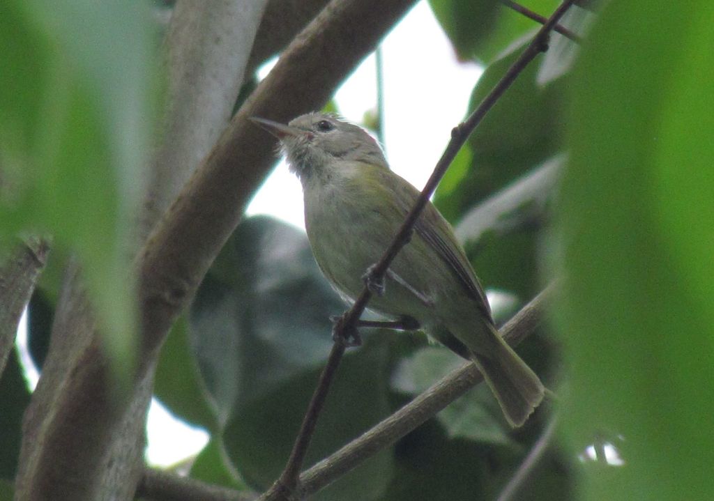 Lesser Greenlet from Santuario, Othón P. Blanco on June 8, 2013 at 10: ...