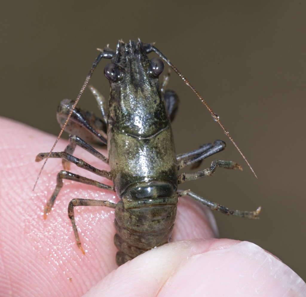 Faxonius from Rockcastle County, KY, USA on February 19, 2022 at 02:39 ...