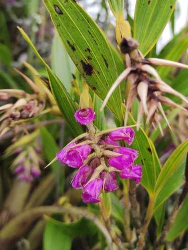 Elleanthus ventricosus · iNaturalist United Kingdom