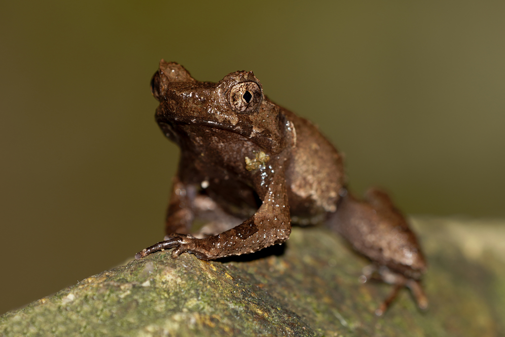 Short-legged Horned Toad from The Peak, Hong Kong on February 27, 2022 ...