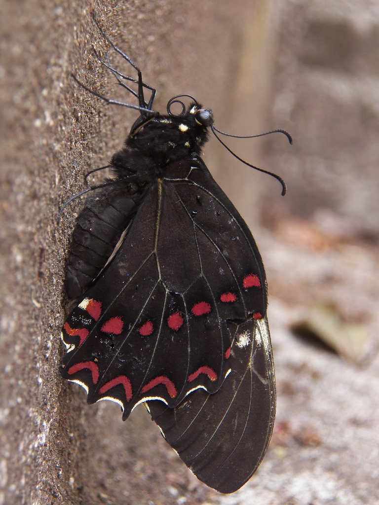 Papilio menatius morelius from San Lucas, Tixtla de Guerrero, Gro ...