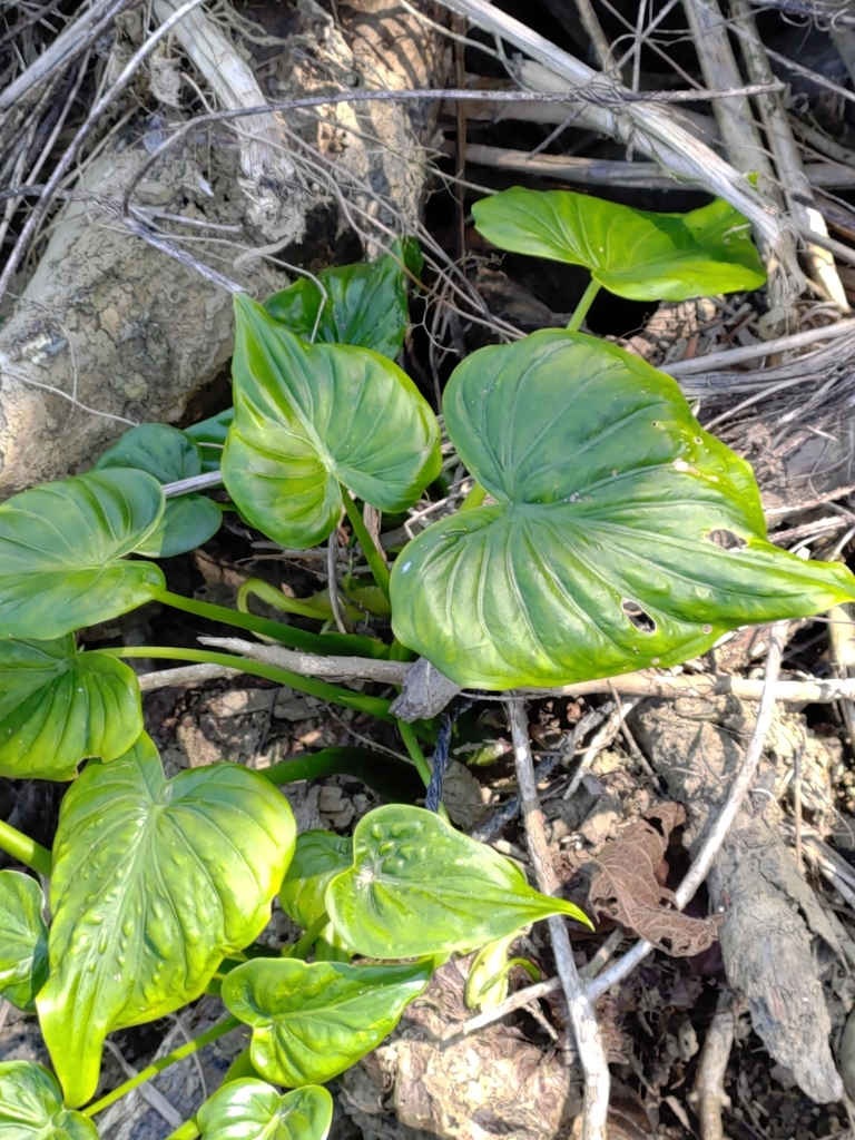 Buddha's Hand Taro in February 2022 by 古國順 · iNaturalist