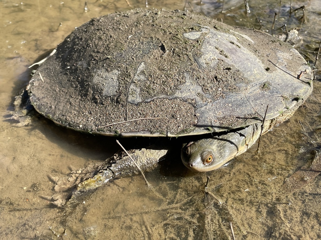 Broad-shelled Turtle from Turrawan, NSW, AU on February 28, 2022 at 04: ...