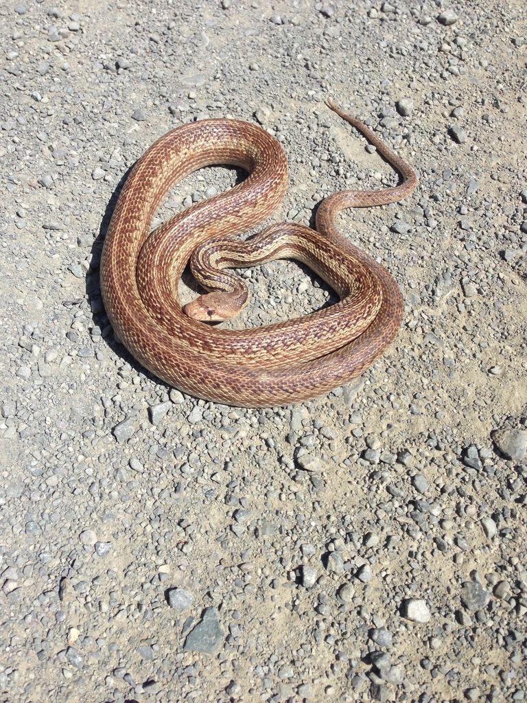 Pacific Gopher Snake from Sugarloaf Ridge State Park, Glen Ellen, CA ...