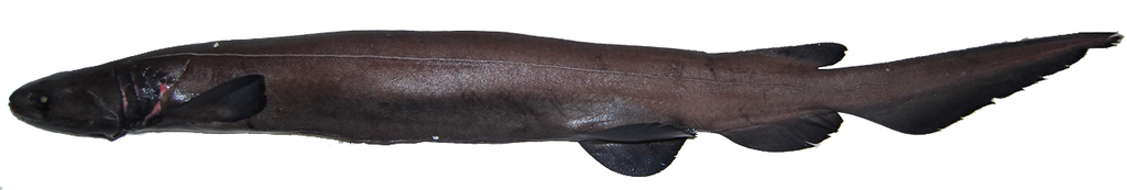 Frilled Shark (Chlamydoselachus anguineus) - Marine Life Identification