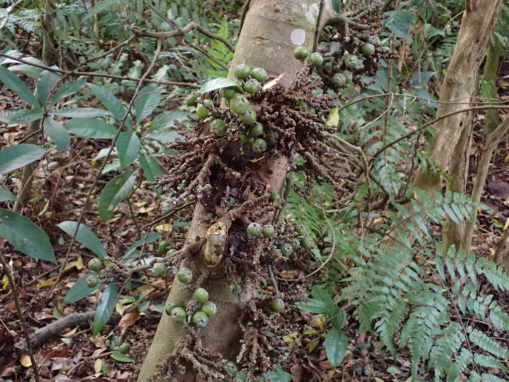 Milk Tree from Pingtung County, Taiwan on February 26, 2022 at 04:49 PM ...