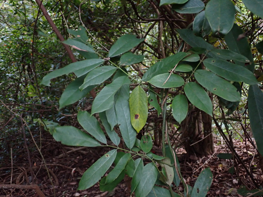 Derris elliptica from Pingtung County, Taiwan on February 26, 2022 at ...