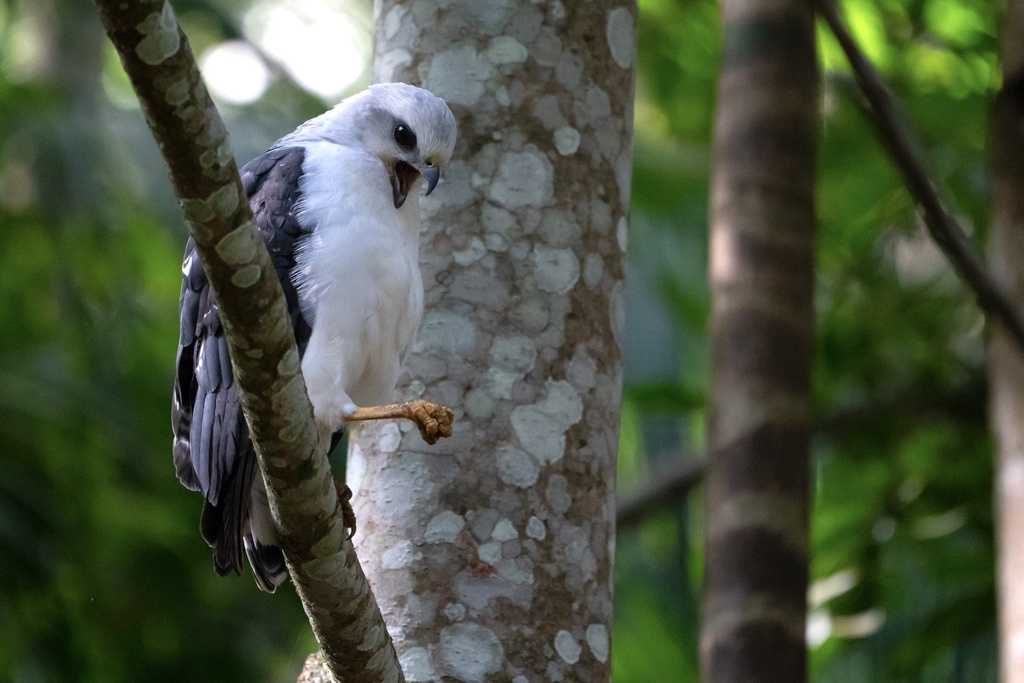 White-necked Hawk in February 2022 by Joao Quental · iNaturalist