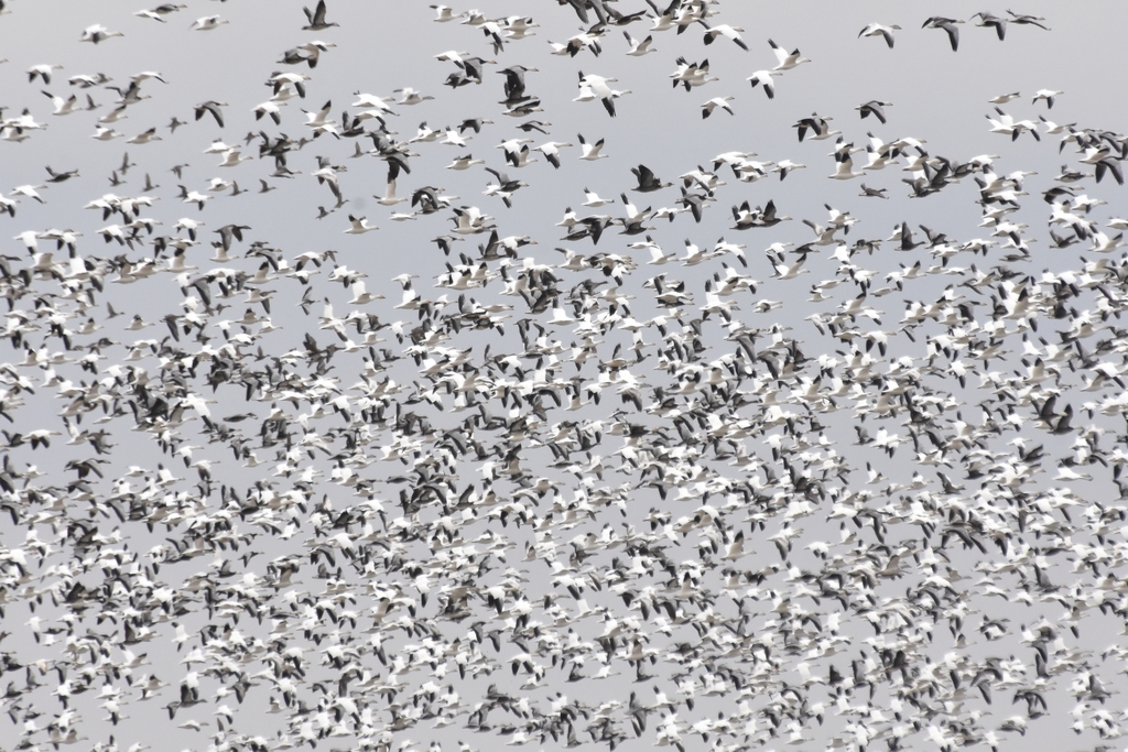 Snow Goose from Fulton County, KY, USA on February 25, 2022 at 02:16 PM ...
