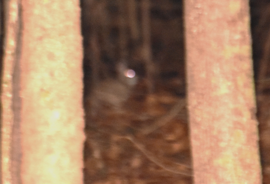 Cottontail Rabbits from Obion County, TN, USA on February 25, 2022 at ...
