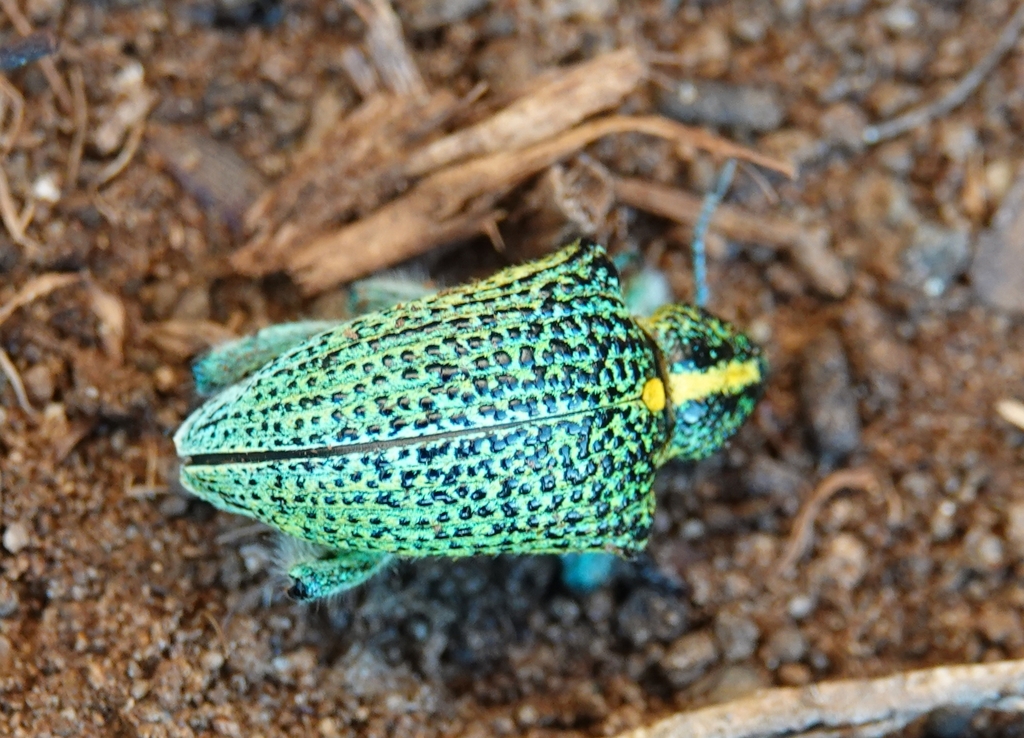 Entimus granulatus from San Miguelito Jaguar Conservation Ranch on ...