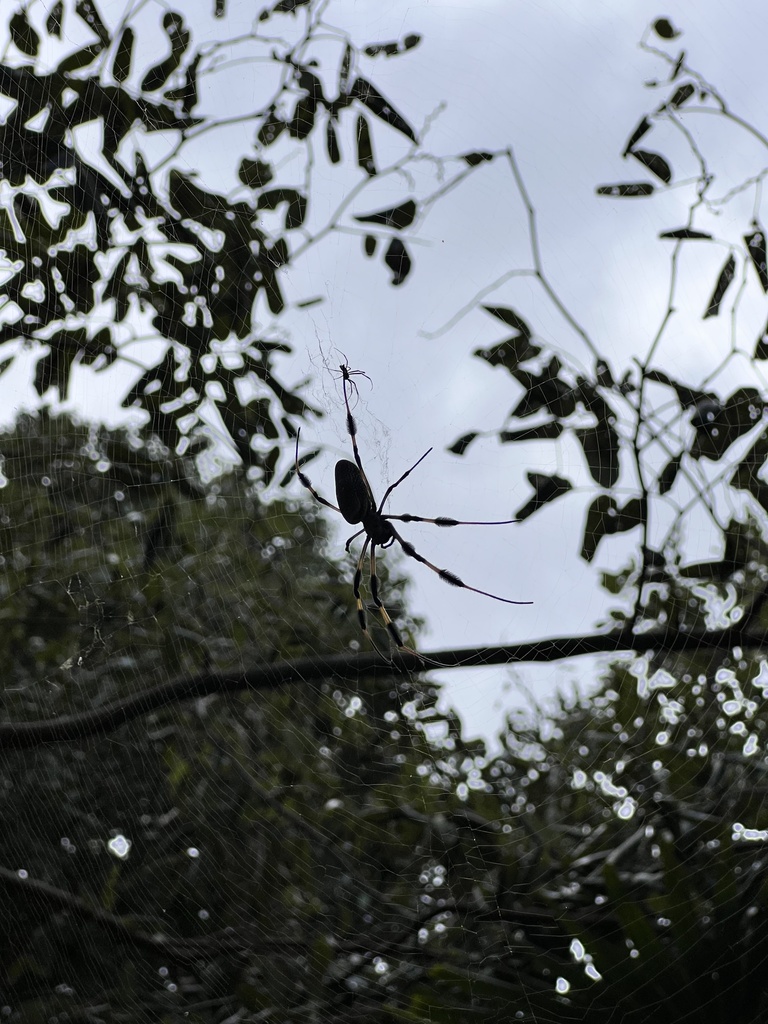 Golden Silk Spider from Vaca Key, Marathon, FL, US on February 25, 2022 ...