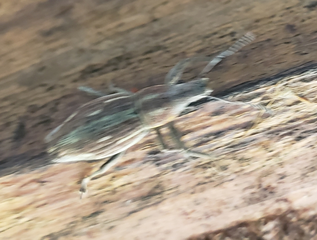 South American Fruit Tree Weevil from Cuesta Blanca, Cordoba, Argentina ...