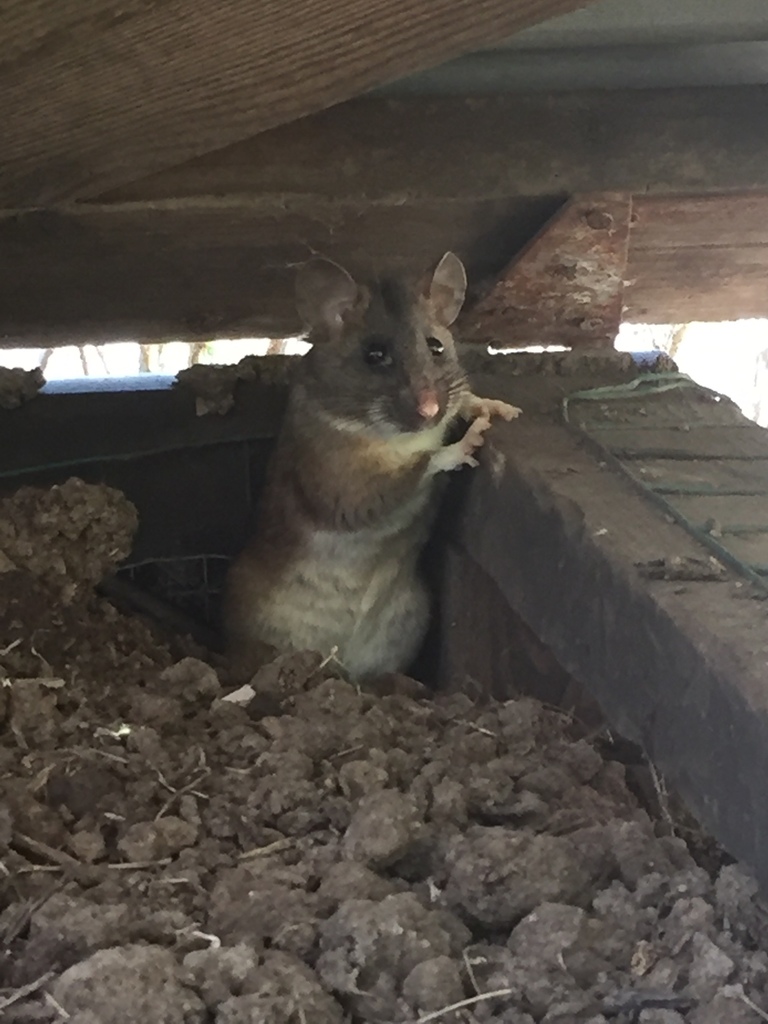Dusky-footed Woodrat from Cayote Hill Rd, La Honda, CA, US on February ...